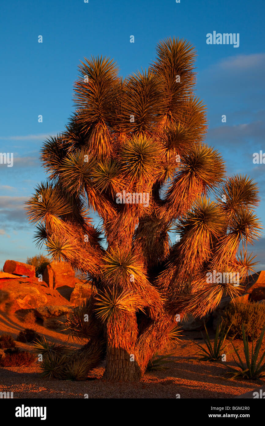 Close up of joshua tree yucca in desert during sunset on bright blue ...