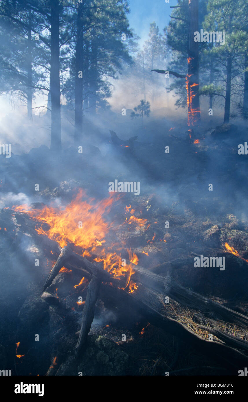Forest fire hi-res stock photography and images - Alamy
