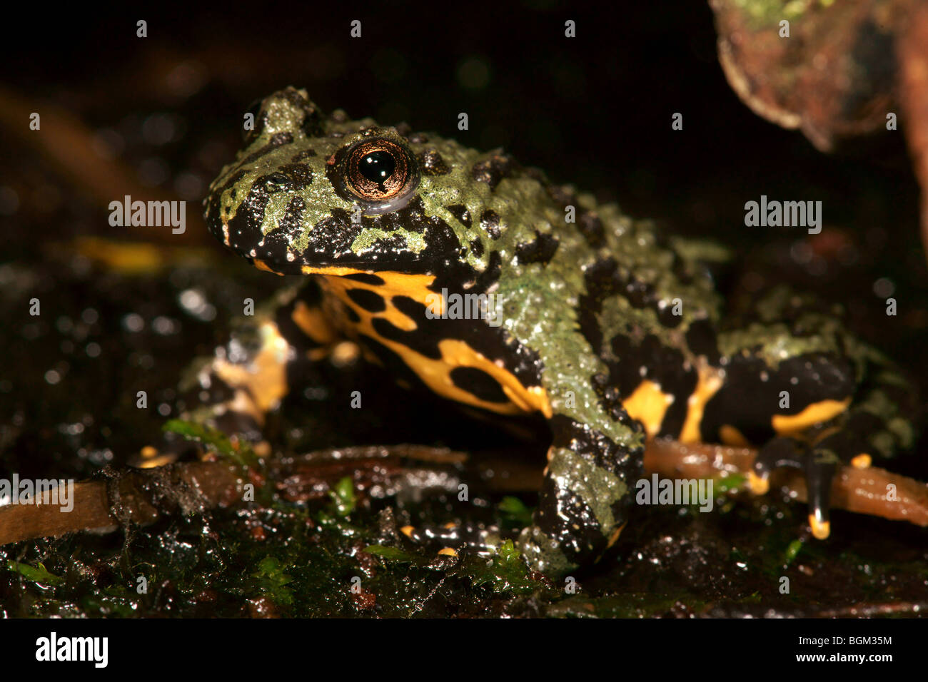 Oriental Fire-bellied Toad (Bombina orientalis) in captivity Stock ...