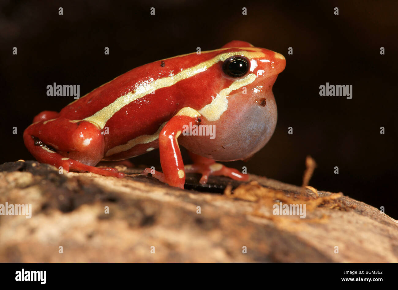 Phantasmal Poison Frog