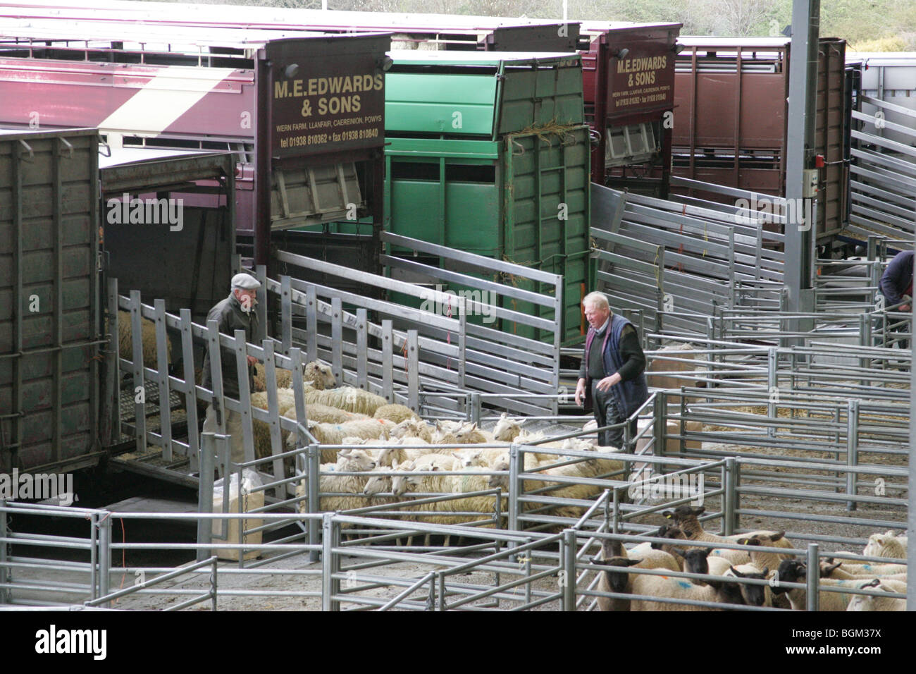 Sheep Being Loaded On To A Lorry Ashford Livestock Market In Kent Stock ...