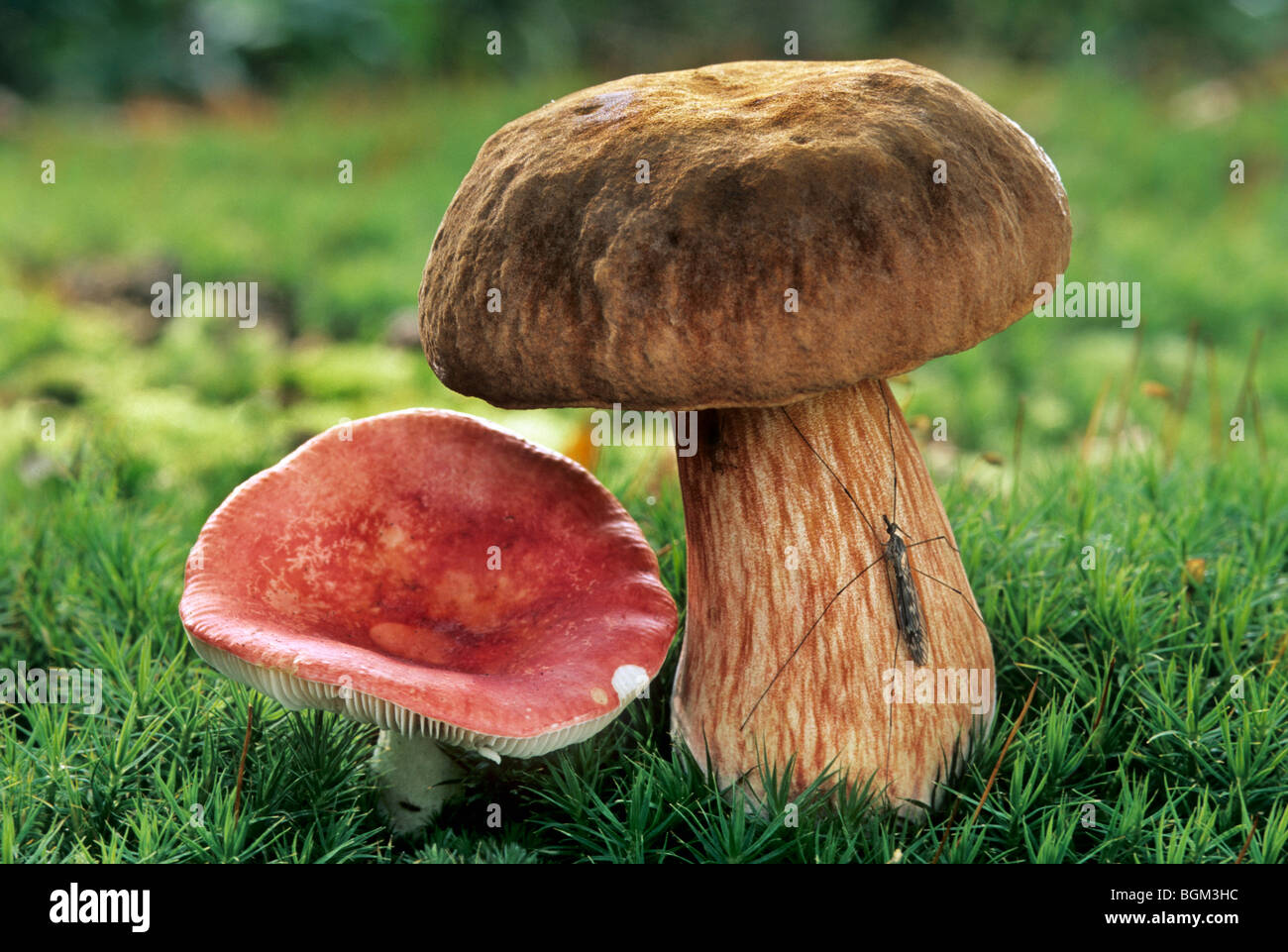 Red cracking bolete (Boletus chrysenteron) and Beechwood sickener ...
