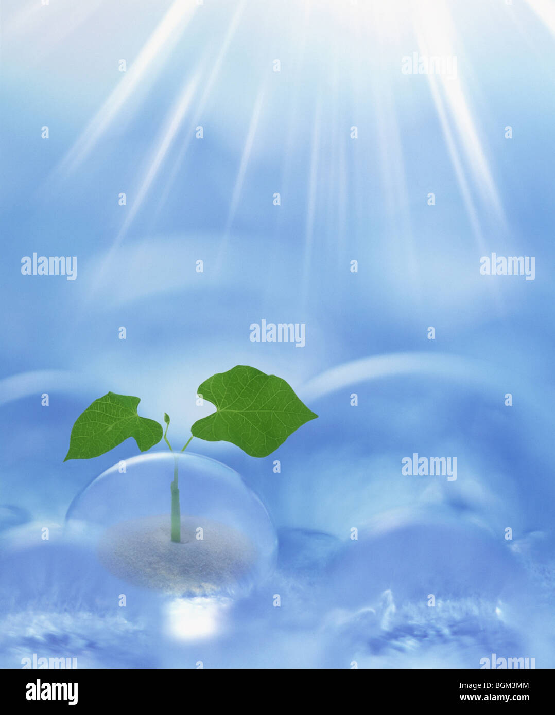 Seedling under a bright sun Stock Photo - Alamy