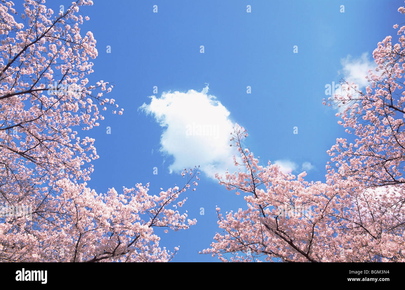 Cherry trees under a blue sky Stock Photo - Alamy