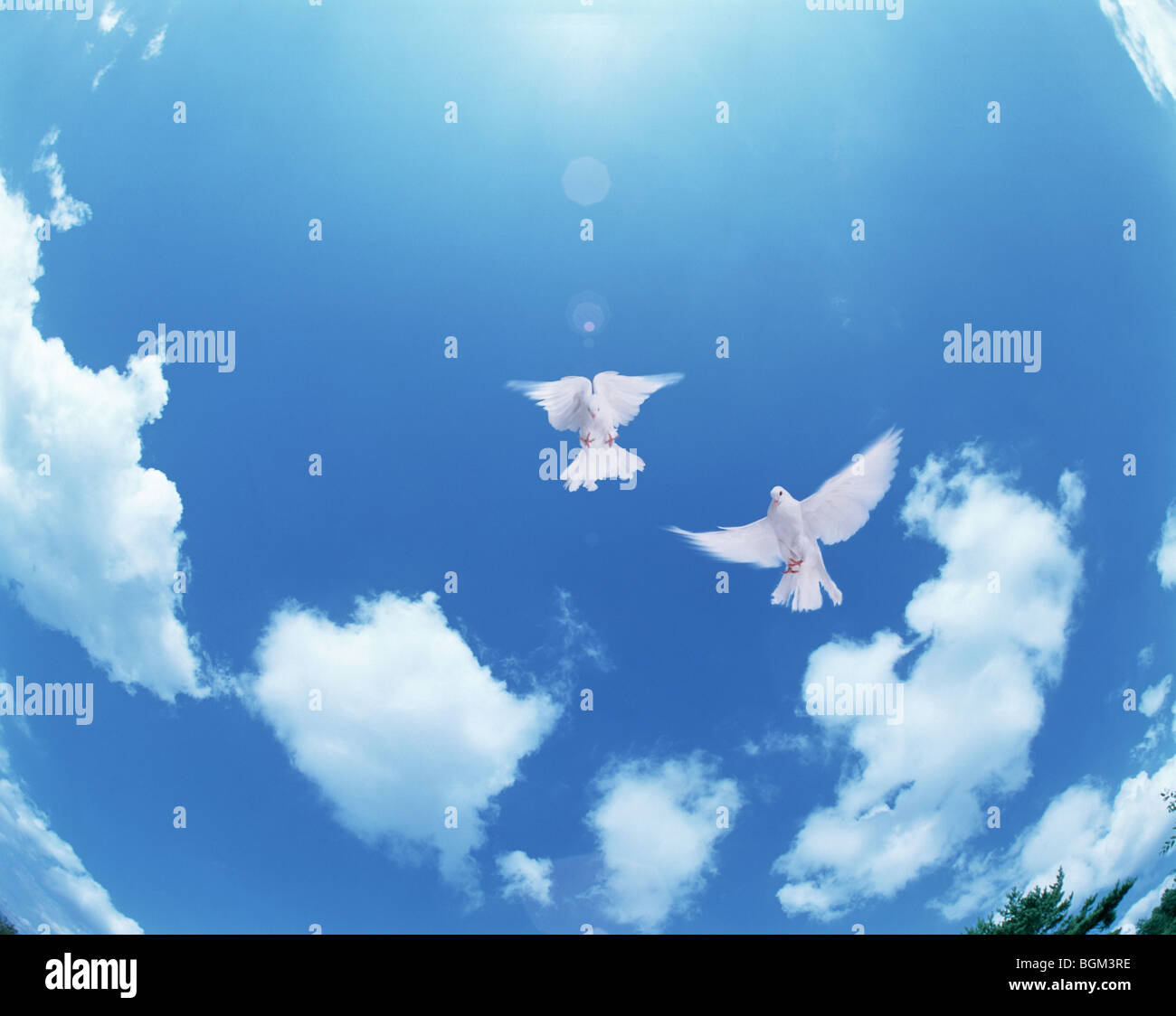Doves flying in a blue sky Stock Photo - Alamy