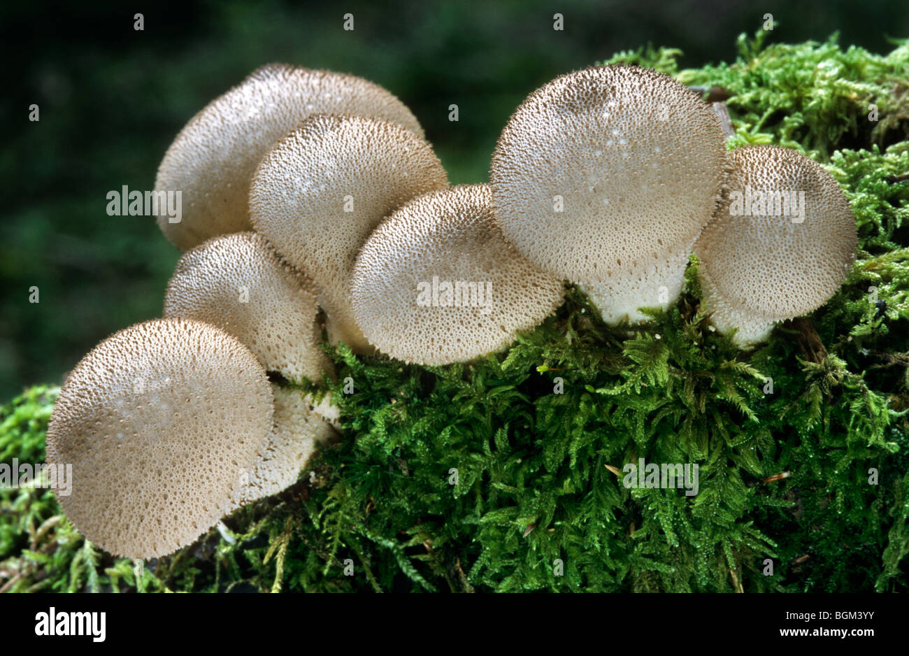 Common puffball / warted puffball / gem-studded puffball / devil's ...