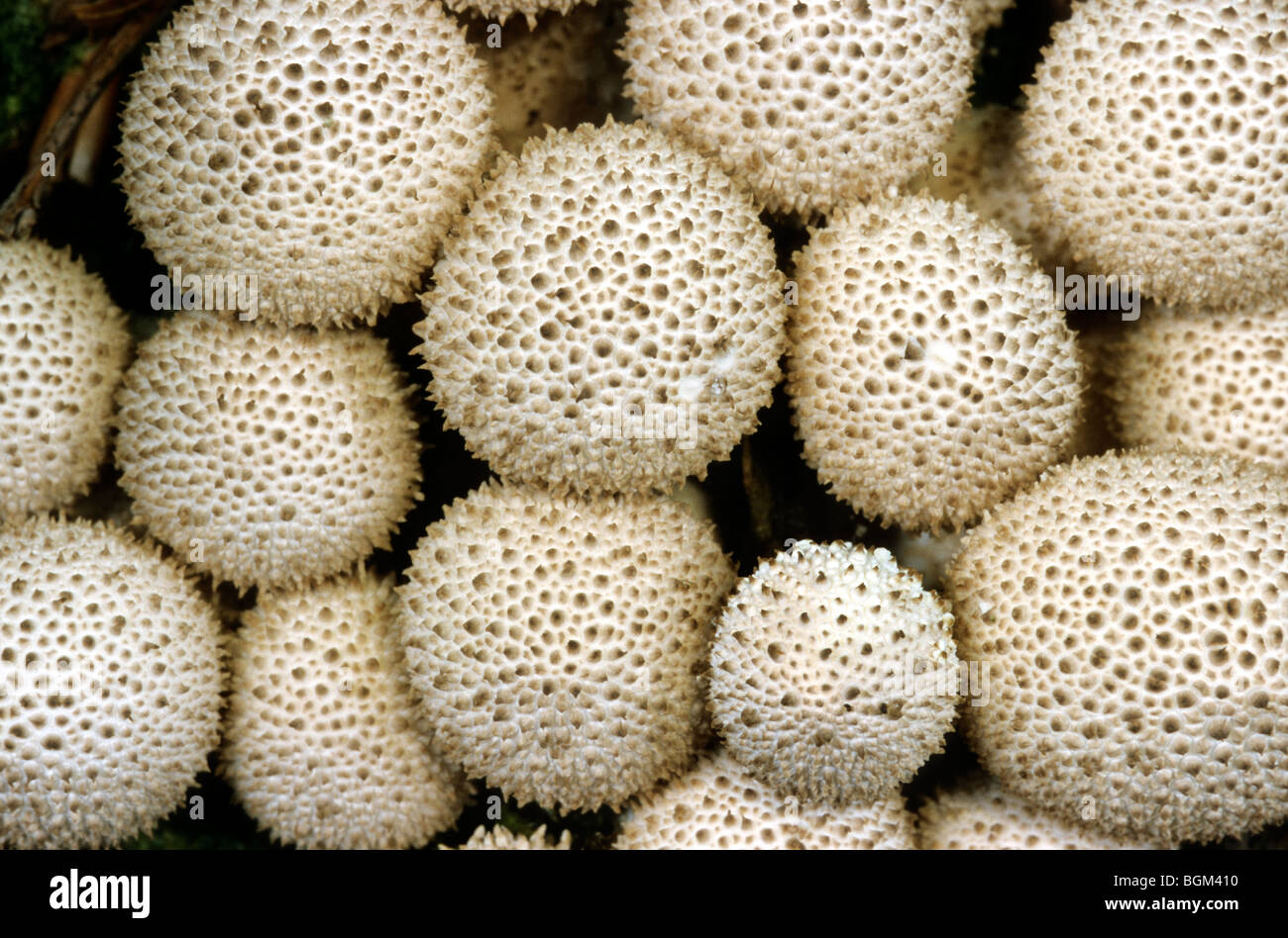 common puffball / warted puffball / gem-studded puffball / devil's ...