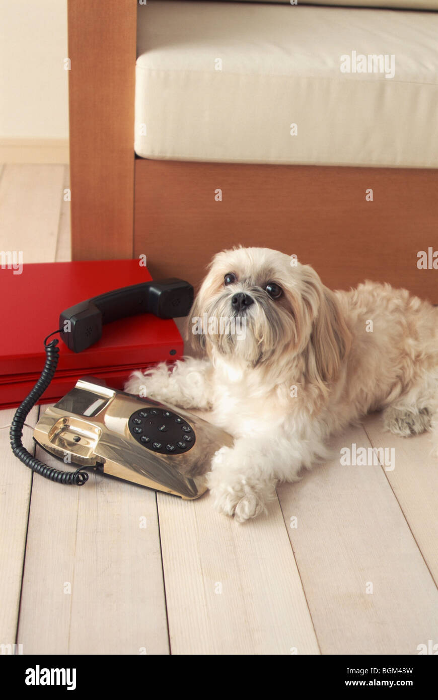 Dog using telephone Stock Photo - Alamy