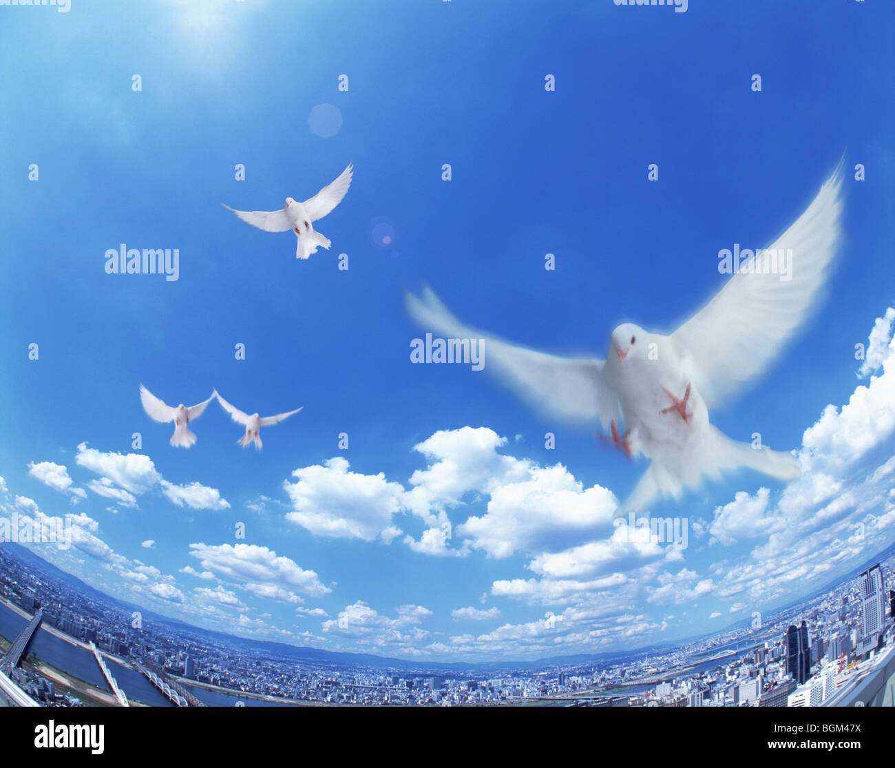 Symbols doves hi-res stock photography and images - Alamy Symbols doves hi-res stock photography and images - Alamy