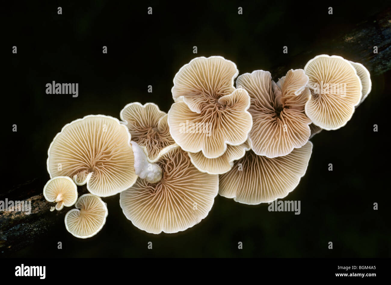 Fungus crepidotus variabilis hi-res stock photography and images - Alamy
