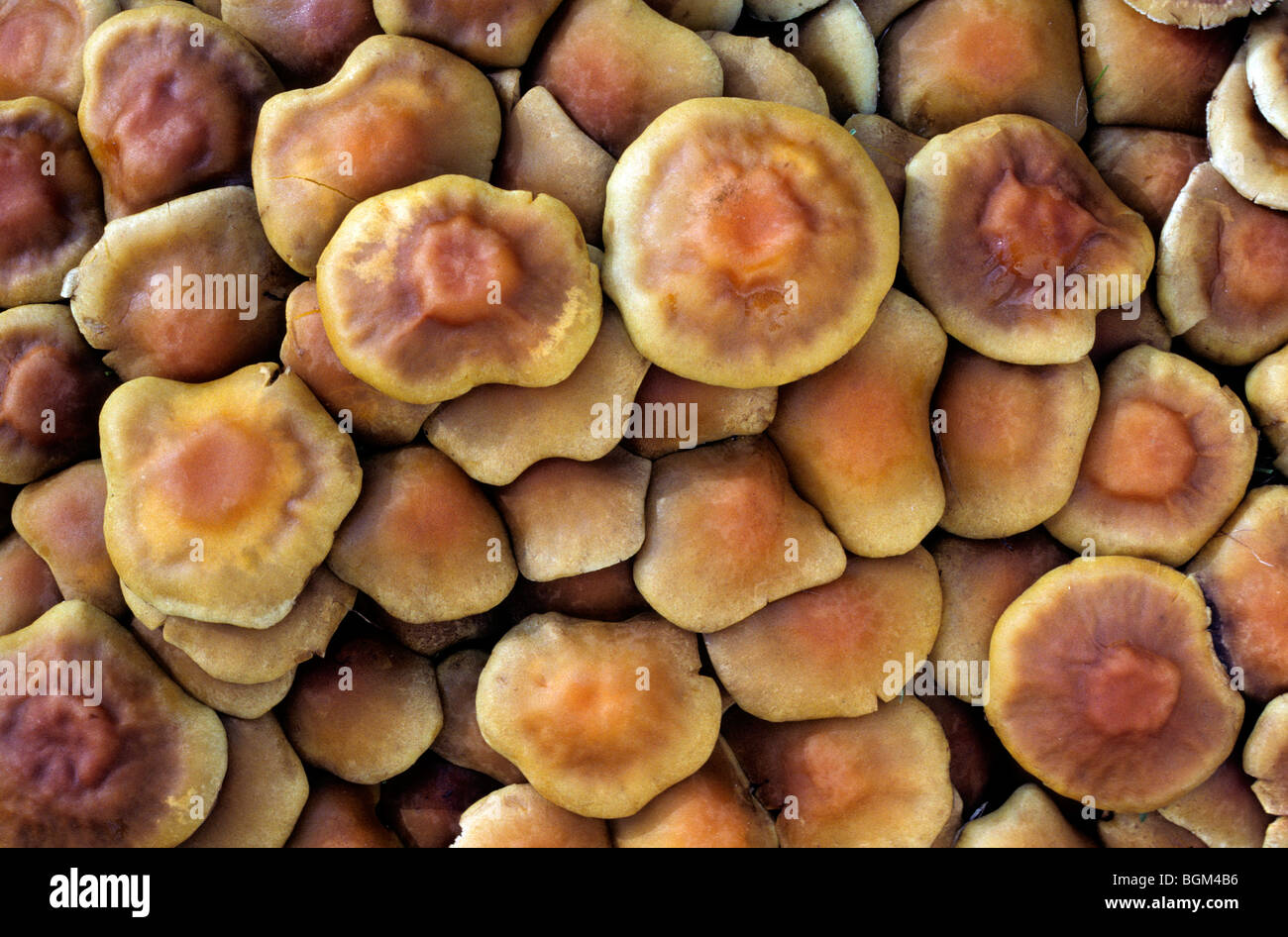 Sulphur tuft fungus / sulfur tuft / clustered woodlover (Hypholoma ...