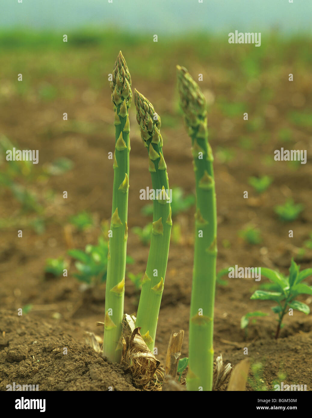 Asparagus growing in soil Stock Photo - Alamy