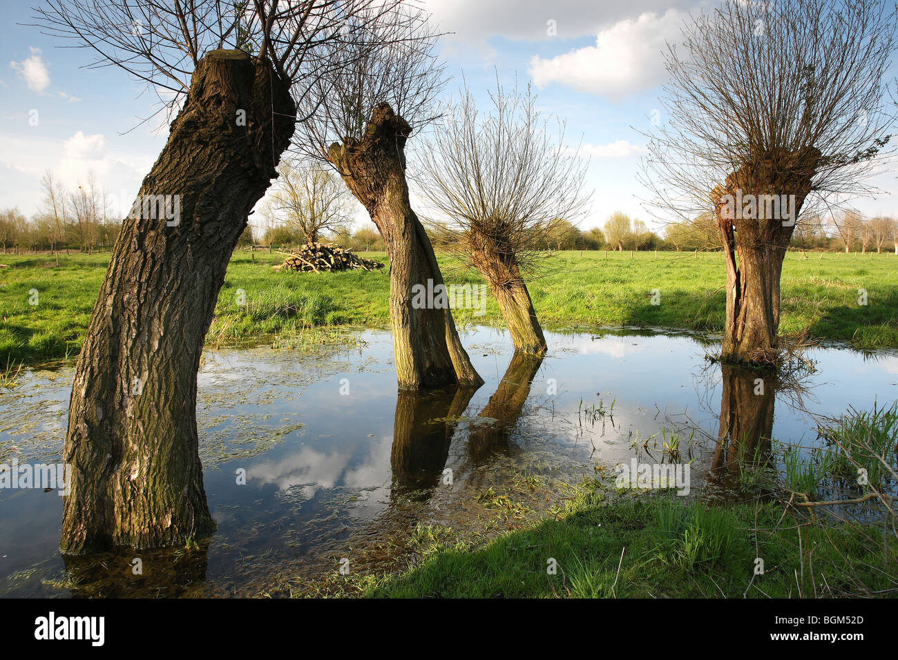 Willow salix sp hi-res stock photography and images - Alamy
