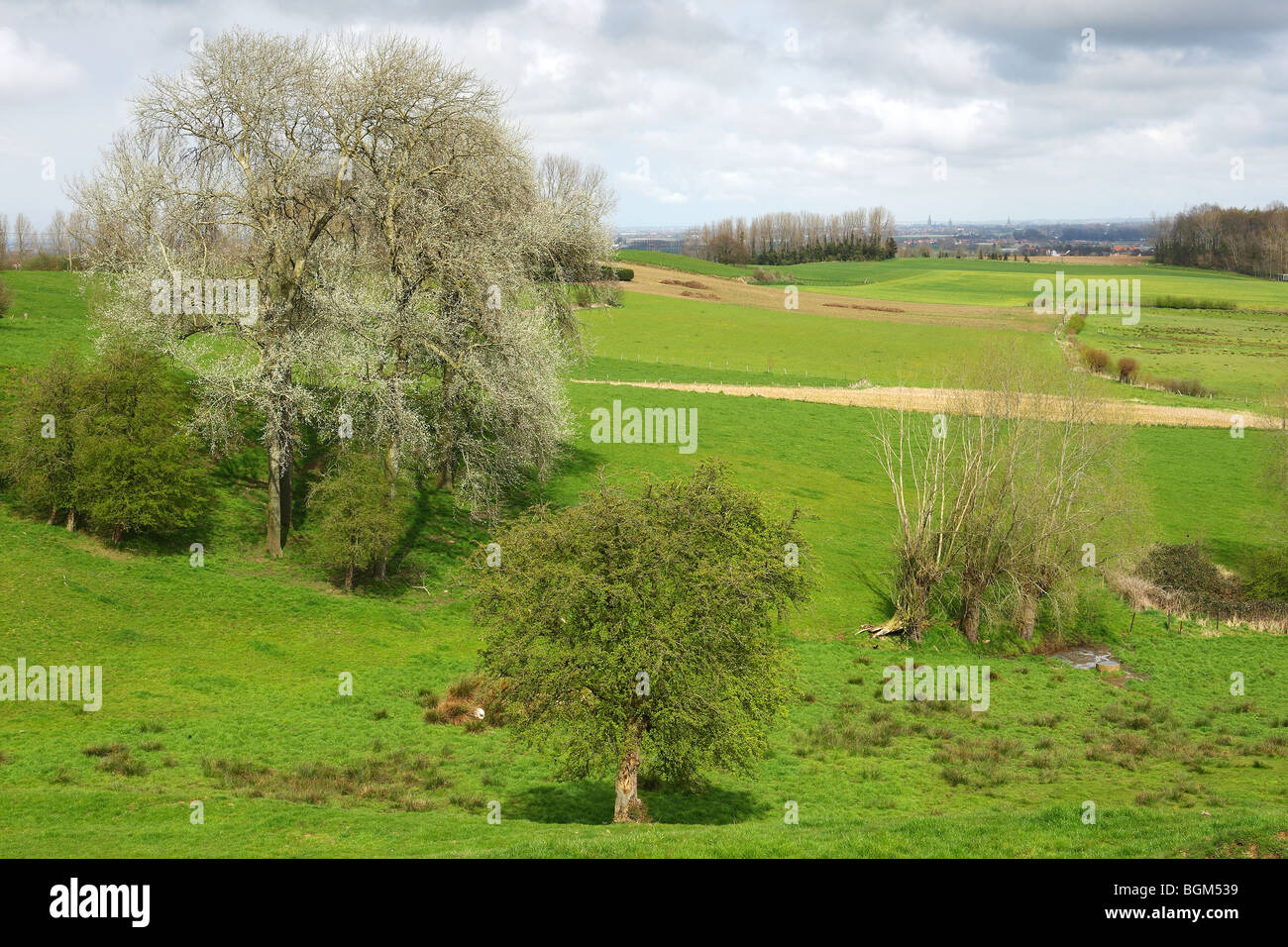 Bocage landscape with hedges and trees, Scherpenberg, Belgium Stock ...