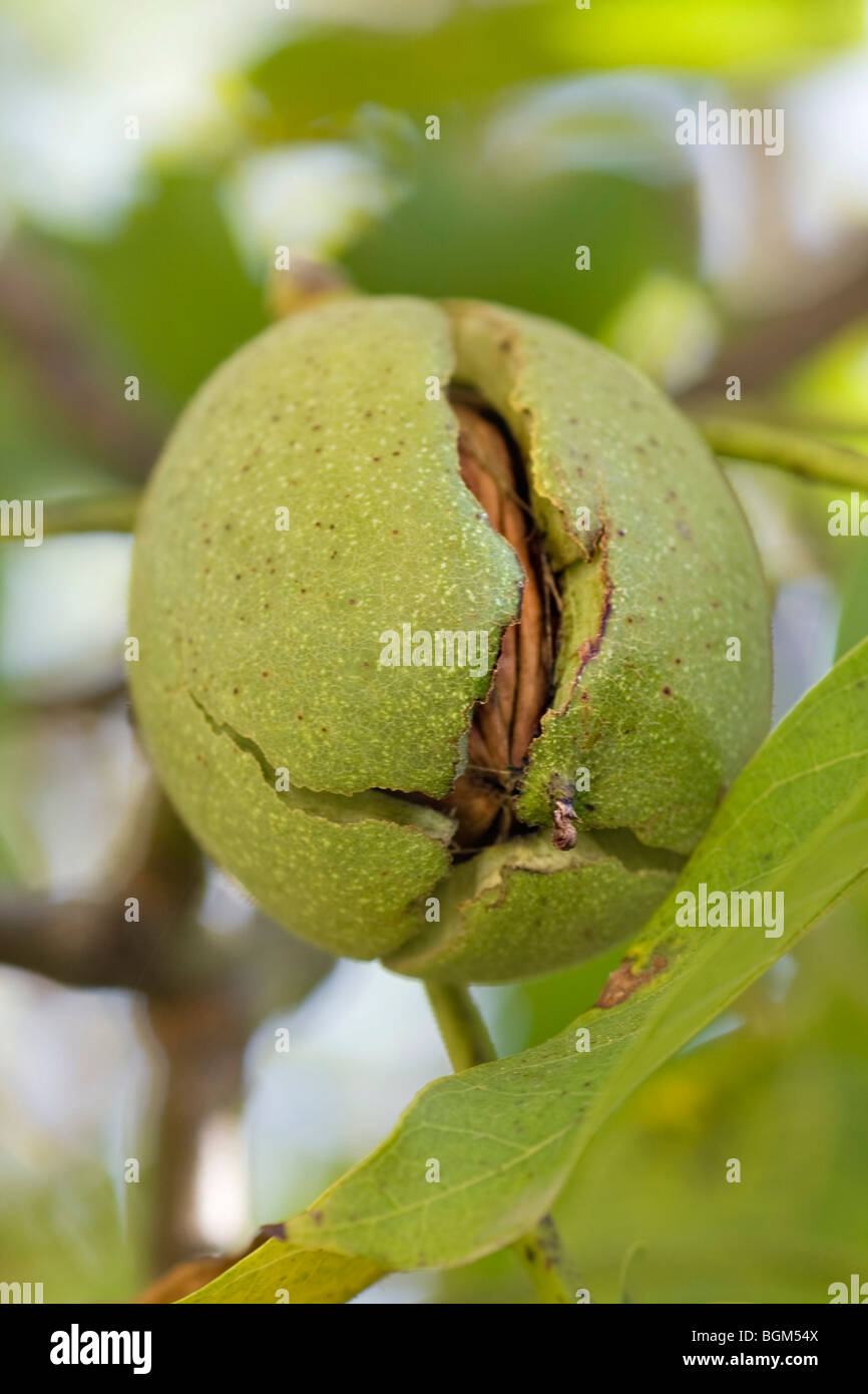 Walnut hanging on the tree hi-res stock photography and images - Alamy