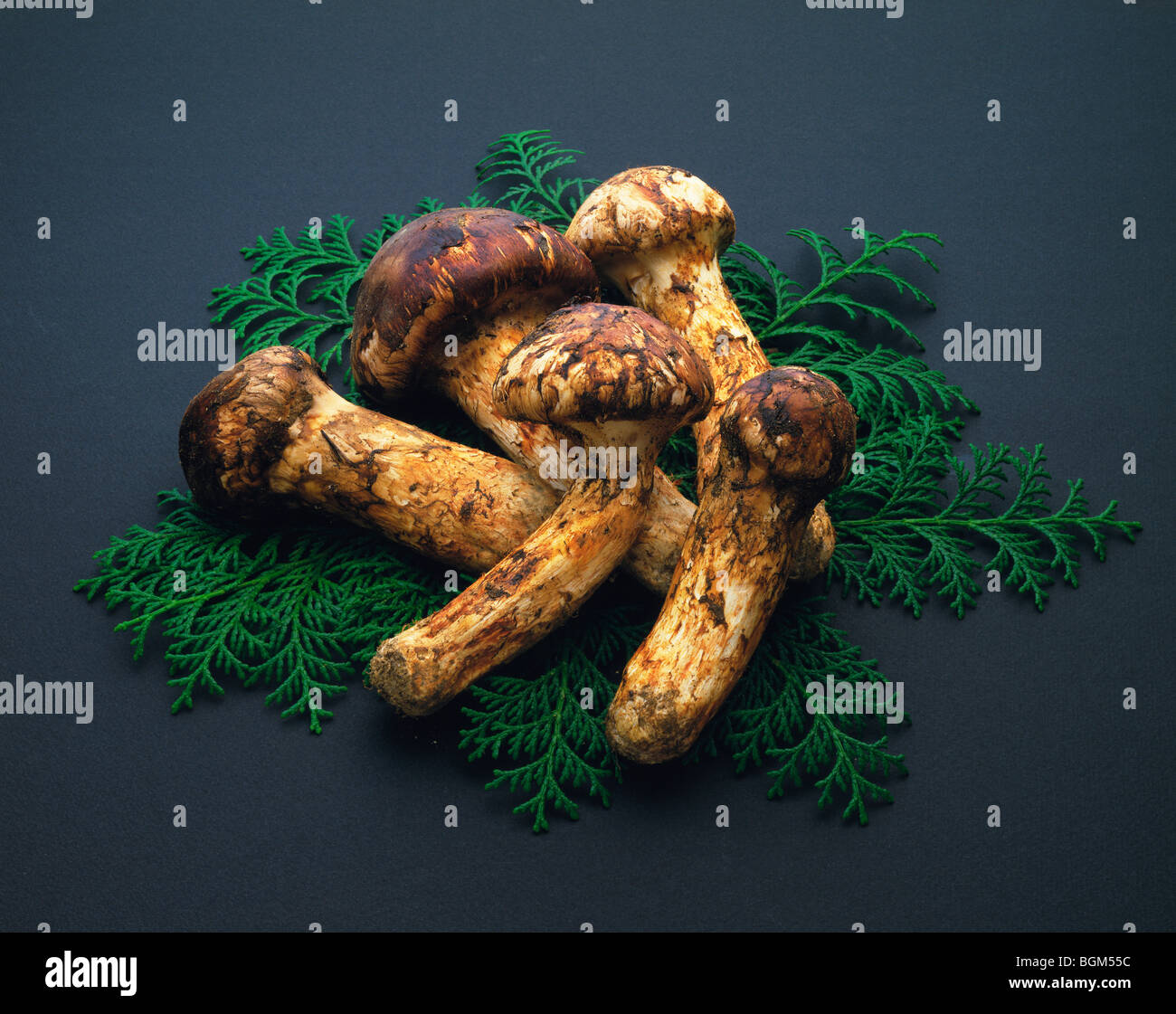 Matsutake Mushrooms High Resolution Stock Photography and Images - Alamy