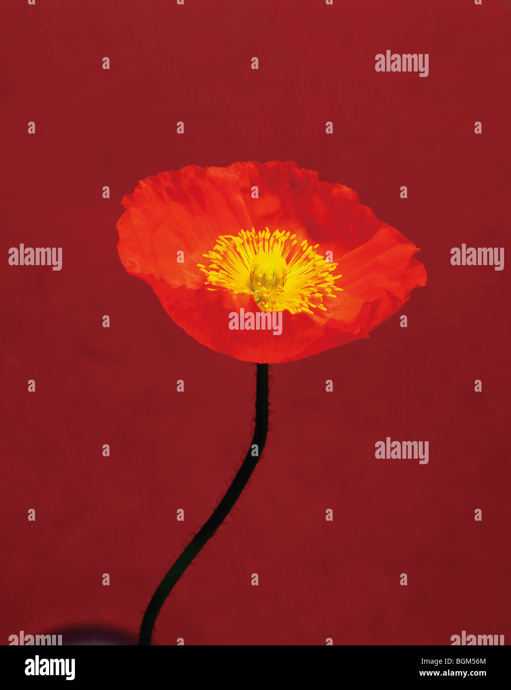 Poppy on a red background Stock Photo - Alamy
