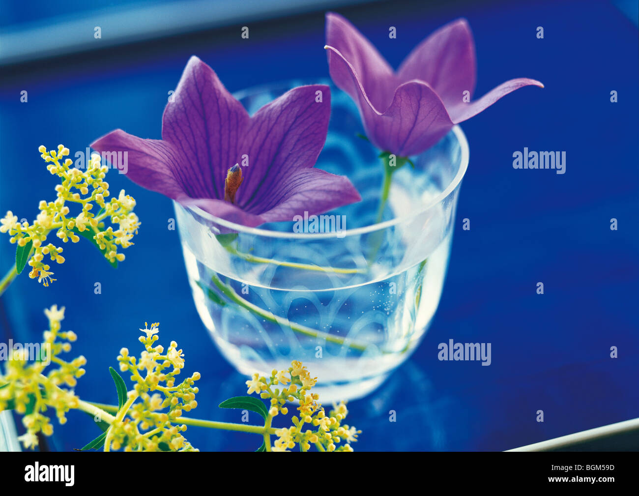 Chinese bellflowers in a glass of water Stock Photo - Alamy