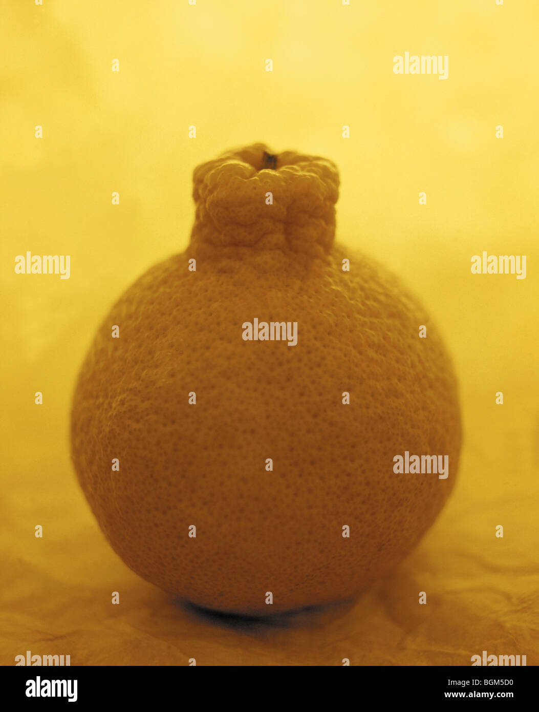 Dekopon [citrus fruit] hi-res stock photography and images - Alamy