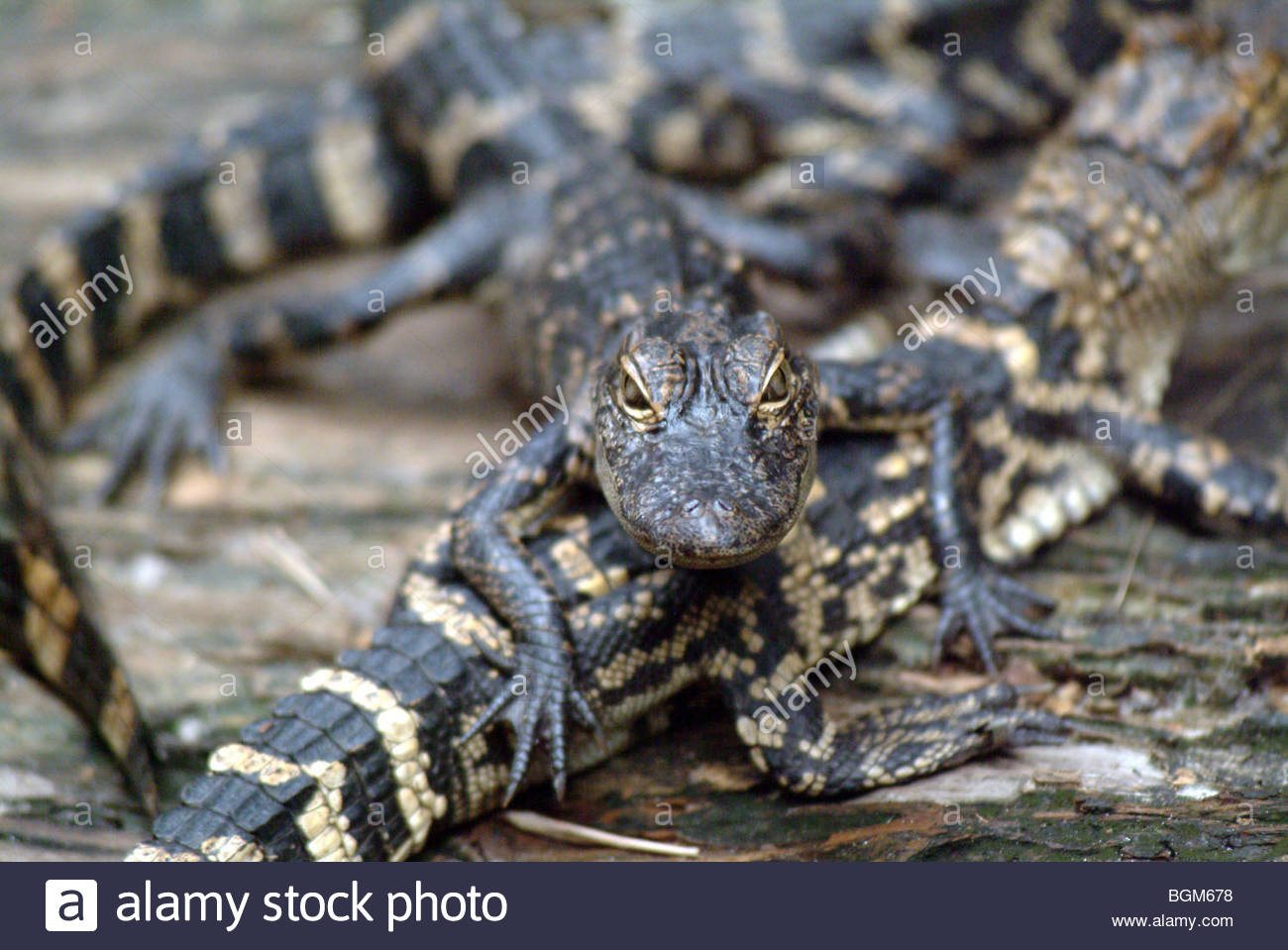 American Alligator Babies High Resolution Stock Photography and Images ...