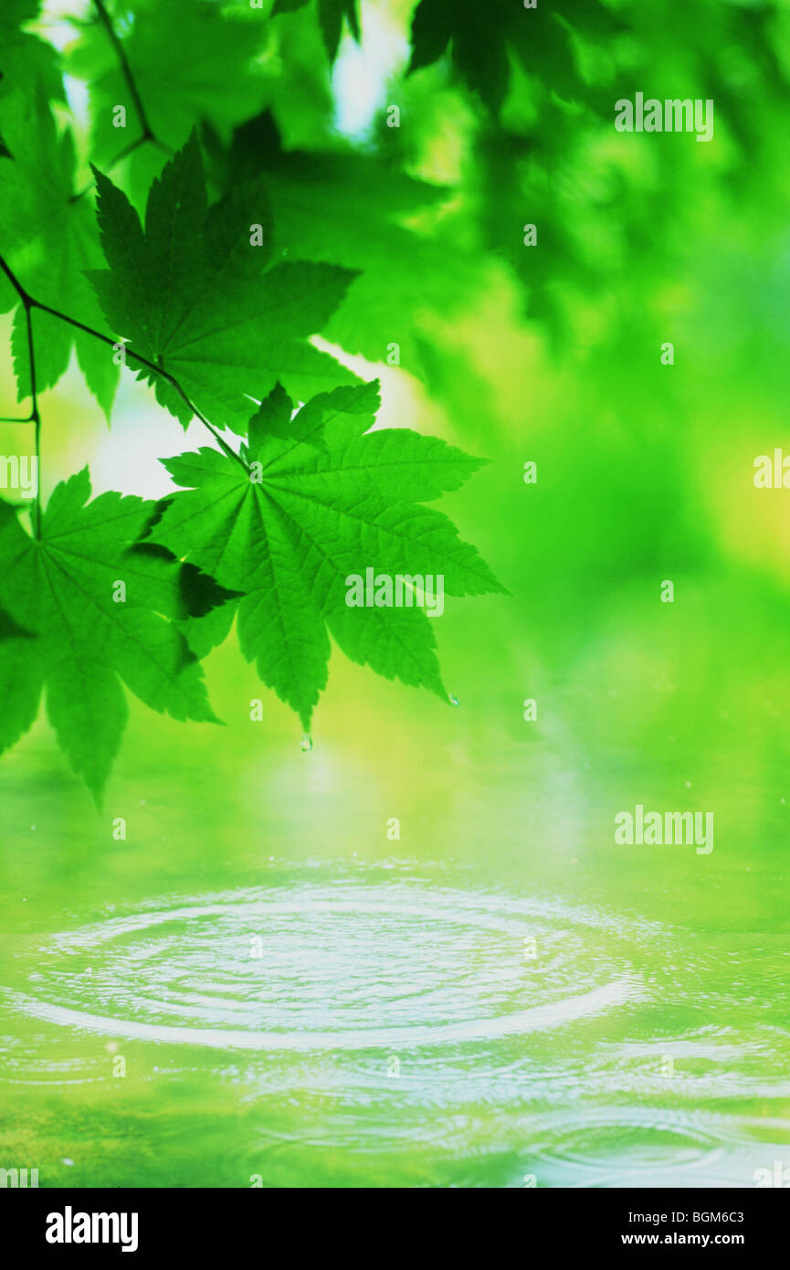 Water ripples under tree leaves Stock Photo - Alamy