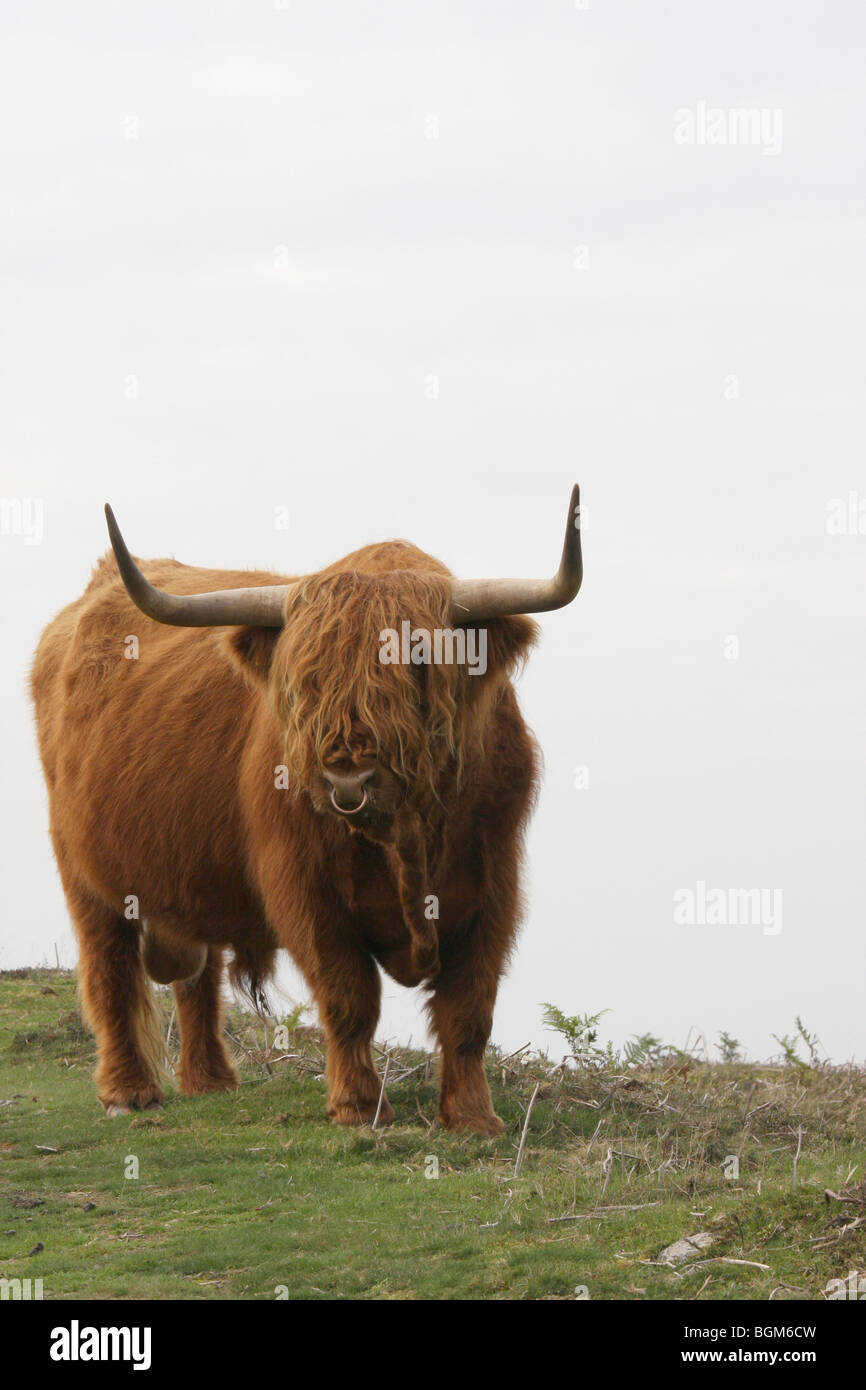 Red long haired Scottish Highland Cattle Stock Photo - Alamy
