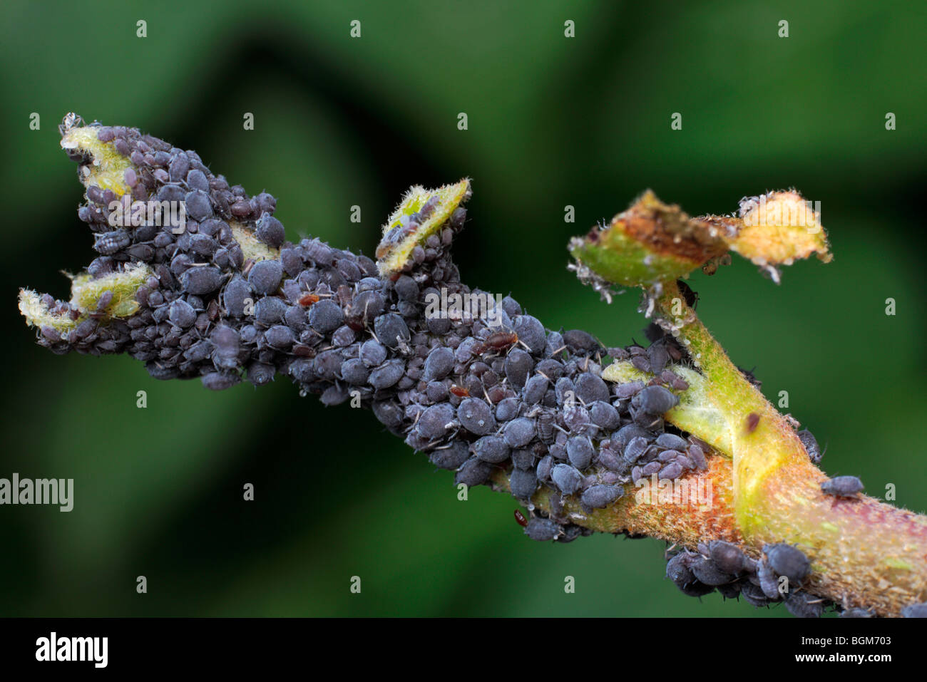Aphids (Aphidoidea sp.) on hedera (Hedera helix), Belgium Stock Photo ...