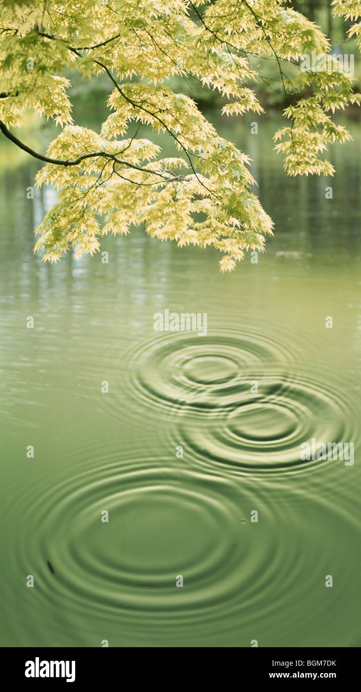 Rippled water under green tree Stock Photo - Alamy