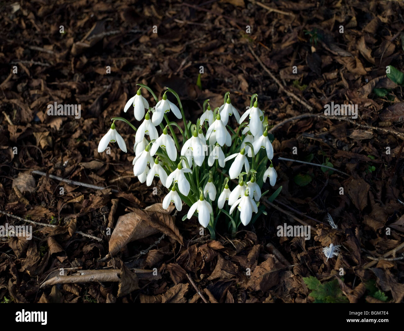 Bunch of snowdrops on dead leaves Stock Photo - Alamy