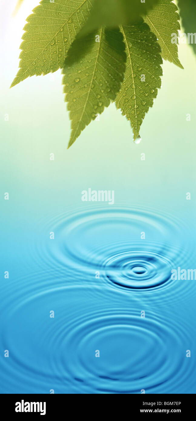 Water ripples under tree leaves Stock Photo - Alamy