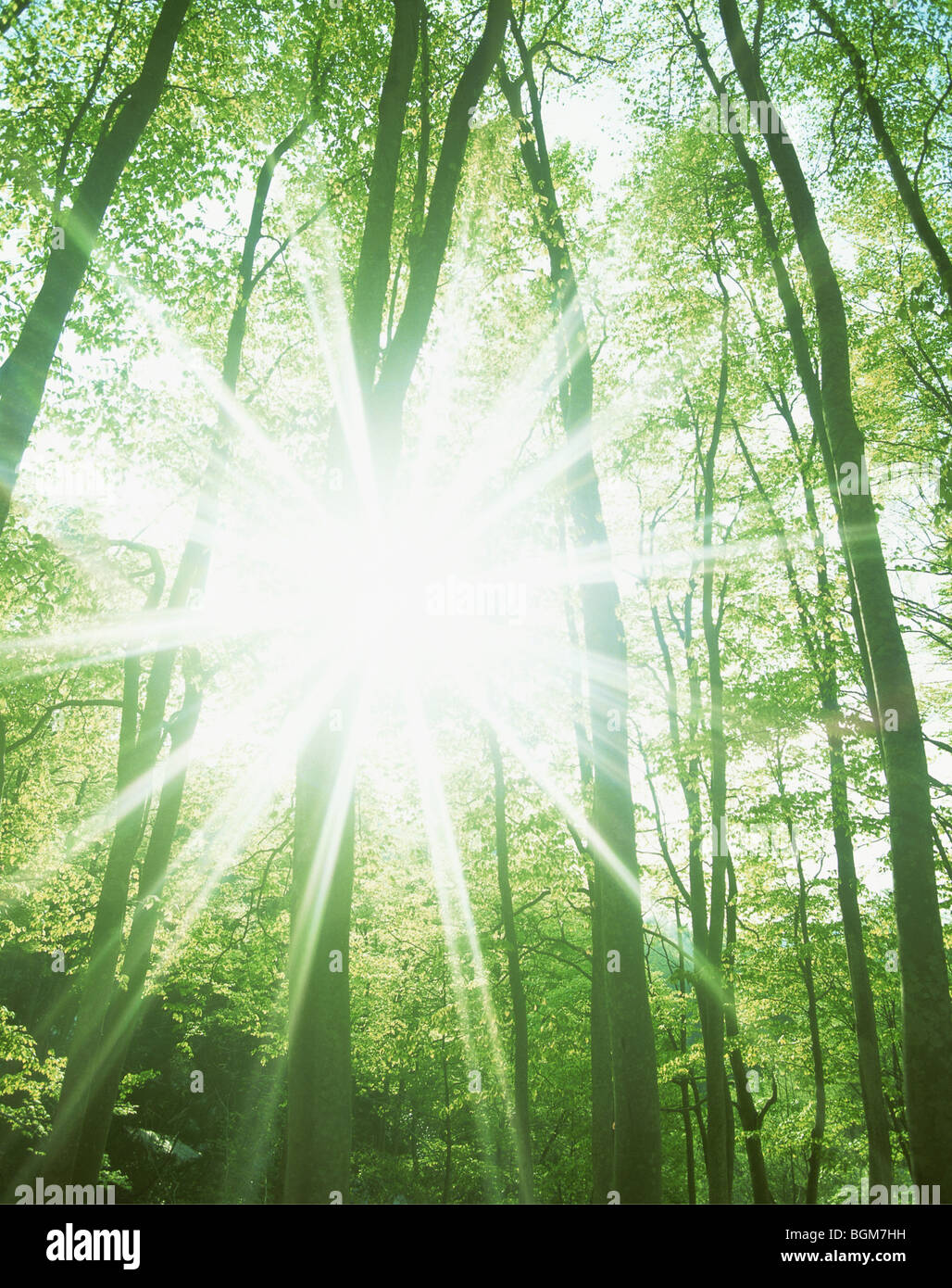 Sunlight shining through trees Stock Photo - Alamy