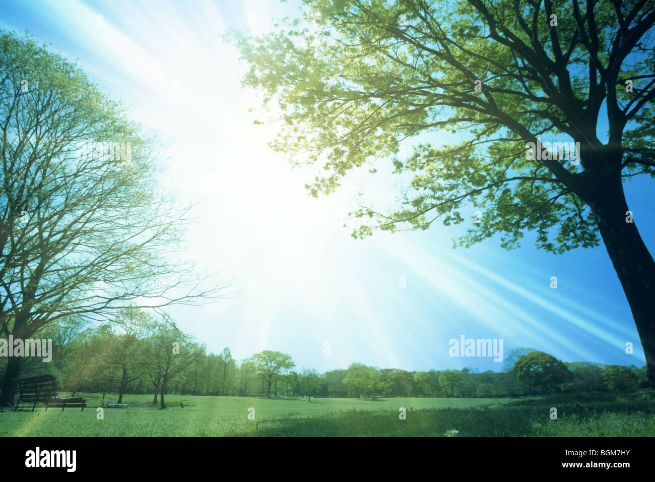 Lush tree filled park Stock Photo - Alamy