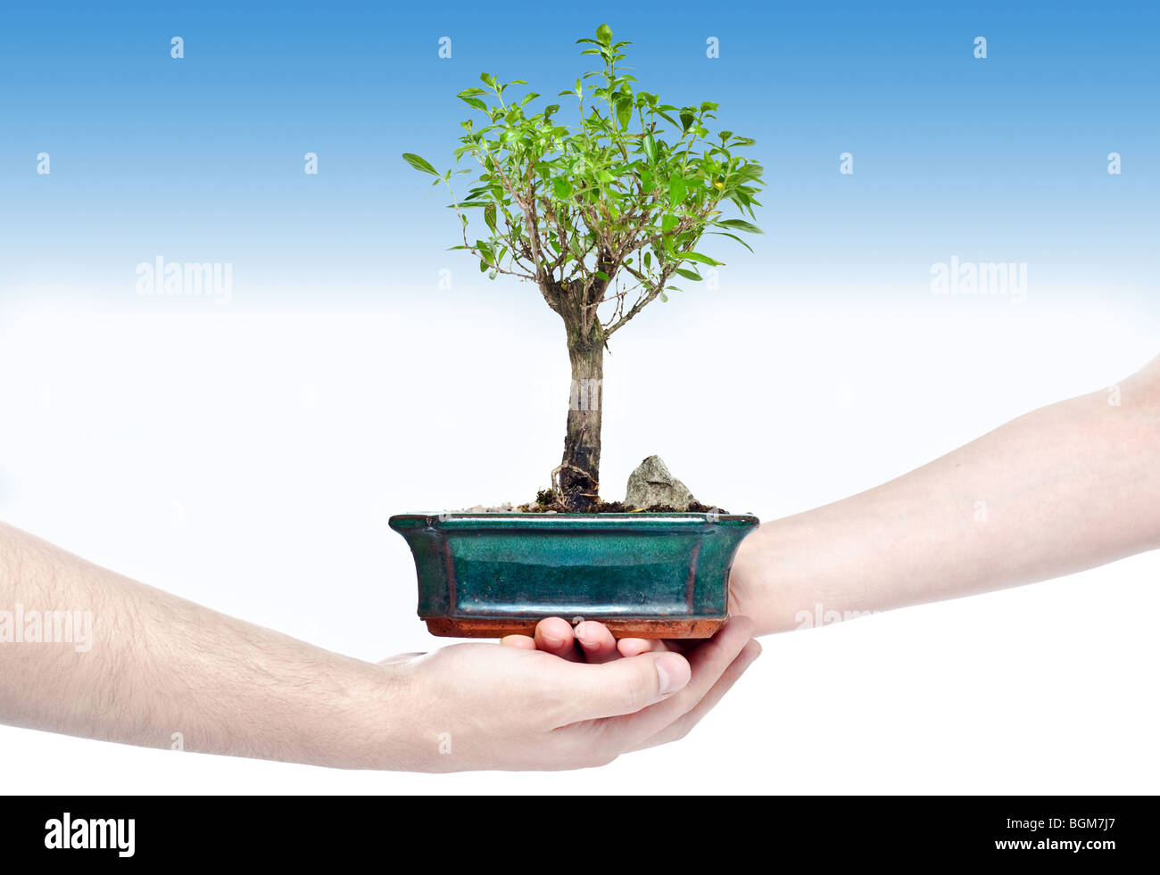 Hands holding a bonsai tree Stock Photo - Alamy