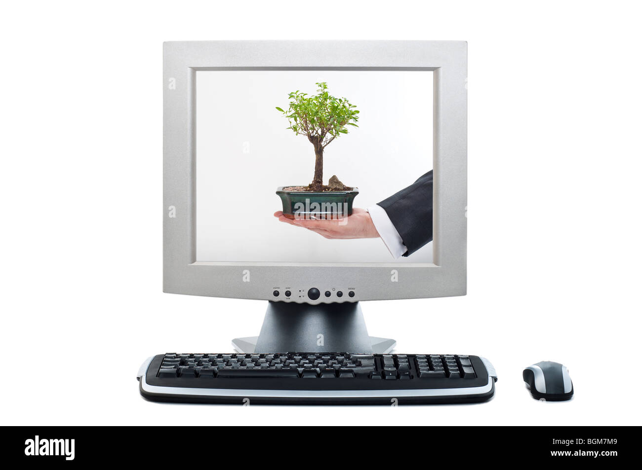 Bonsai tree display hi-res stock photography and images - Alamy