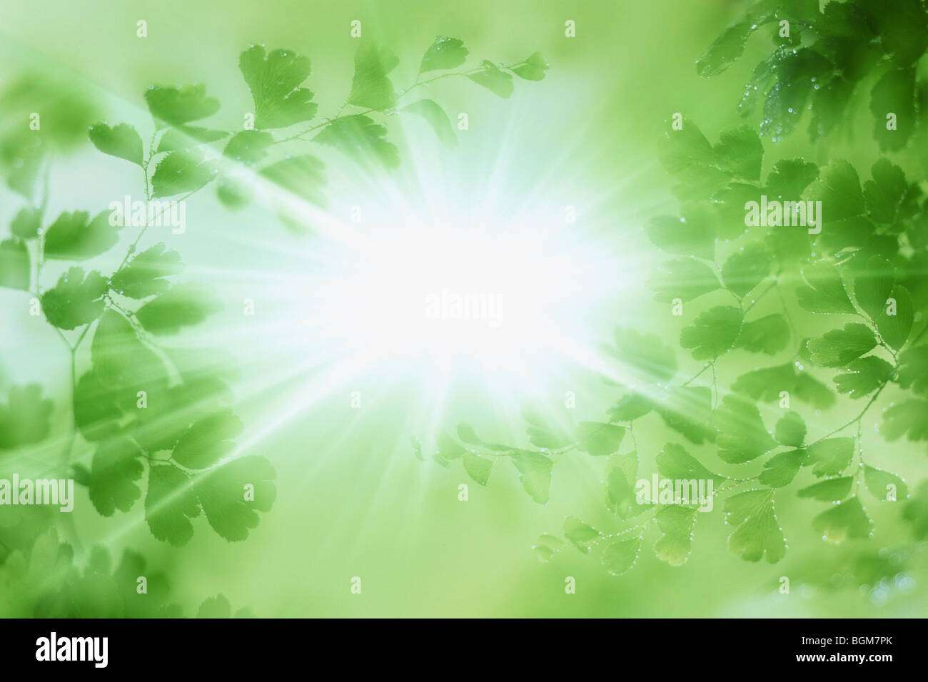 See through leaves hi-res stock photography and images - Alamy