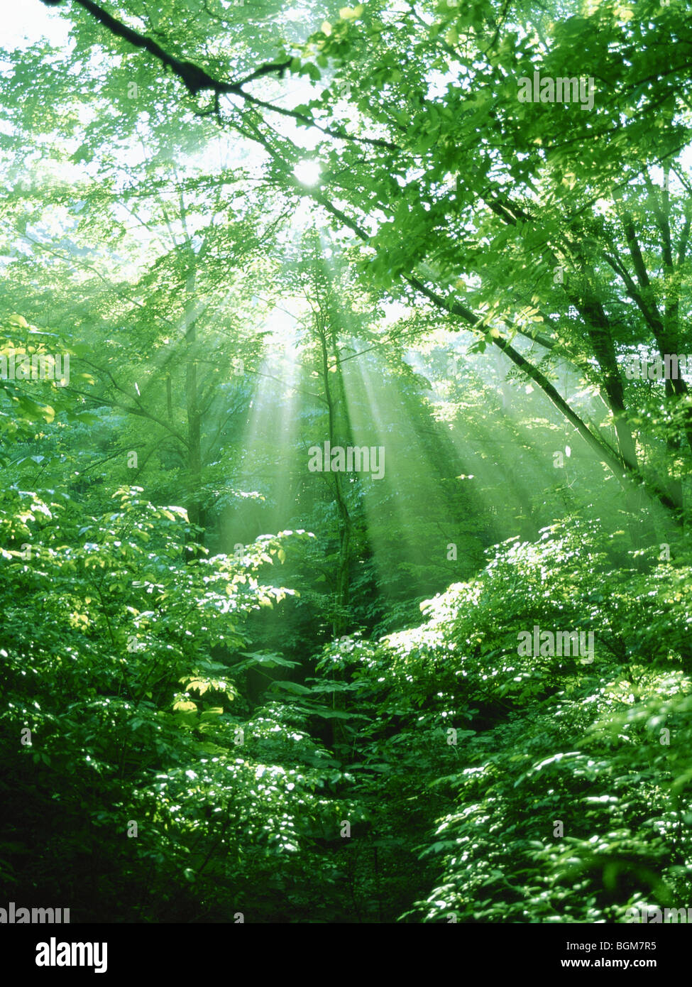 Sunbeams shining through branches of trees Stock Photo - Alamy
