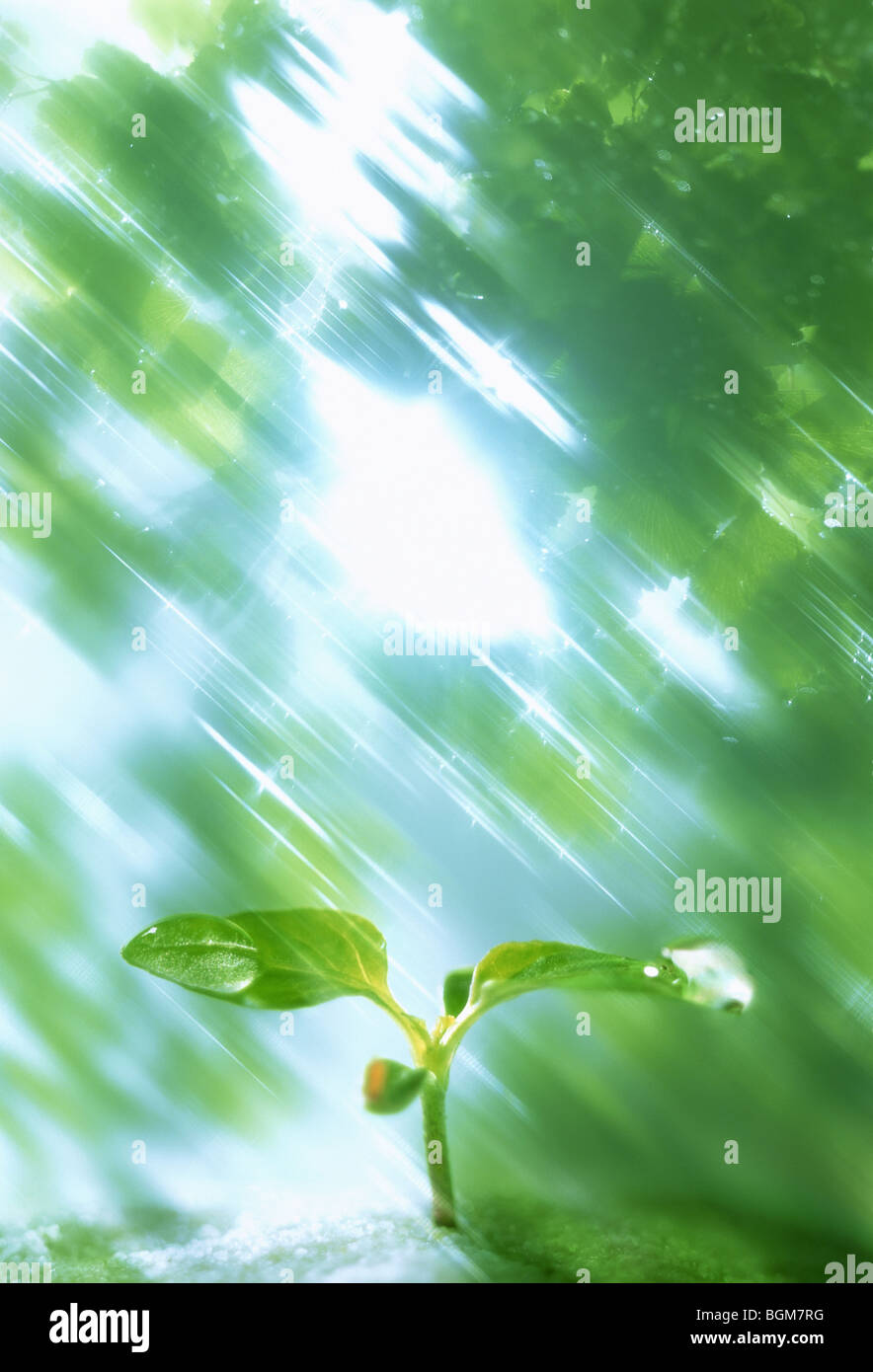 Sunlight shining on seedling Stock Photo - Alamy