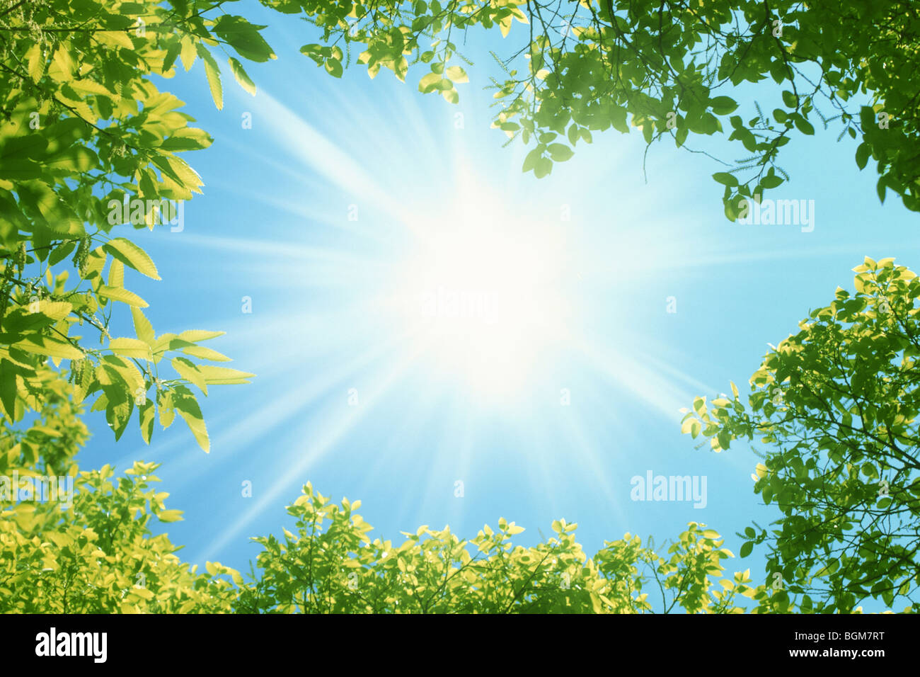 Sun shining over trees Stock Photo - Alamy