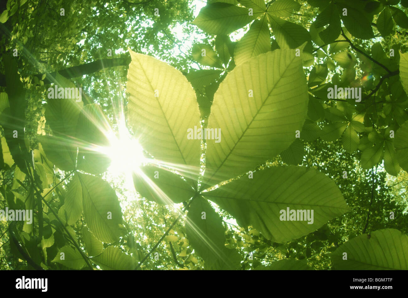 Sunlight shining through leafy branches Stock Photo - Alamy