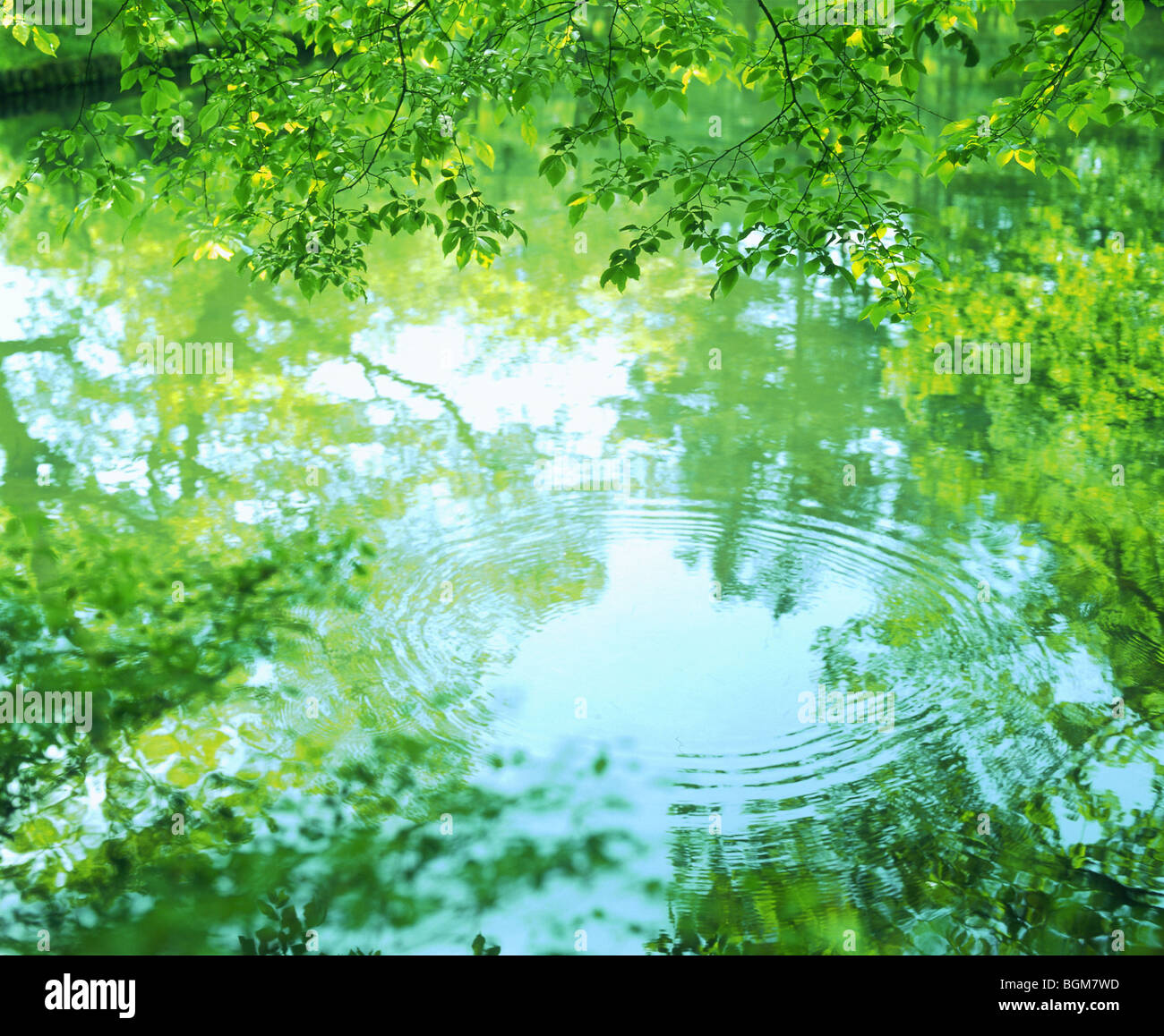 Trees over rippled water Stock Photo - Alamy