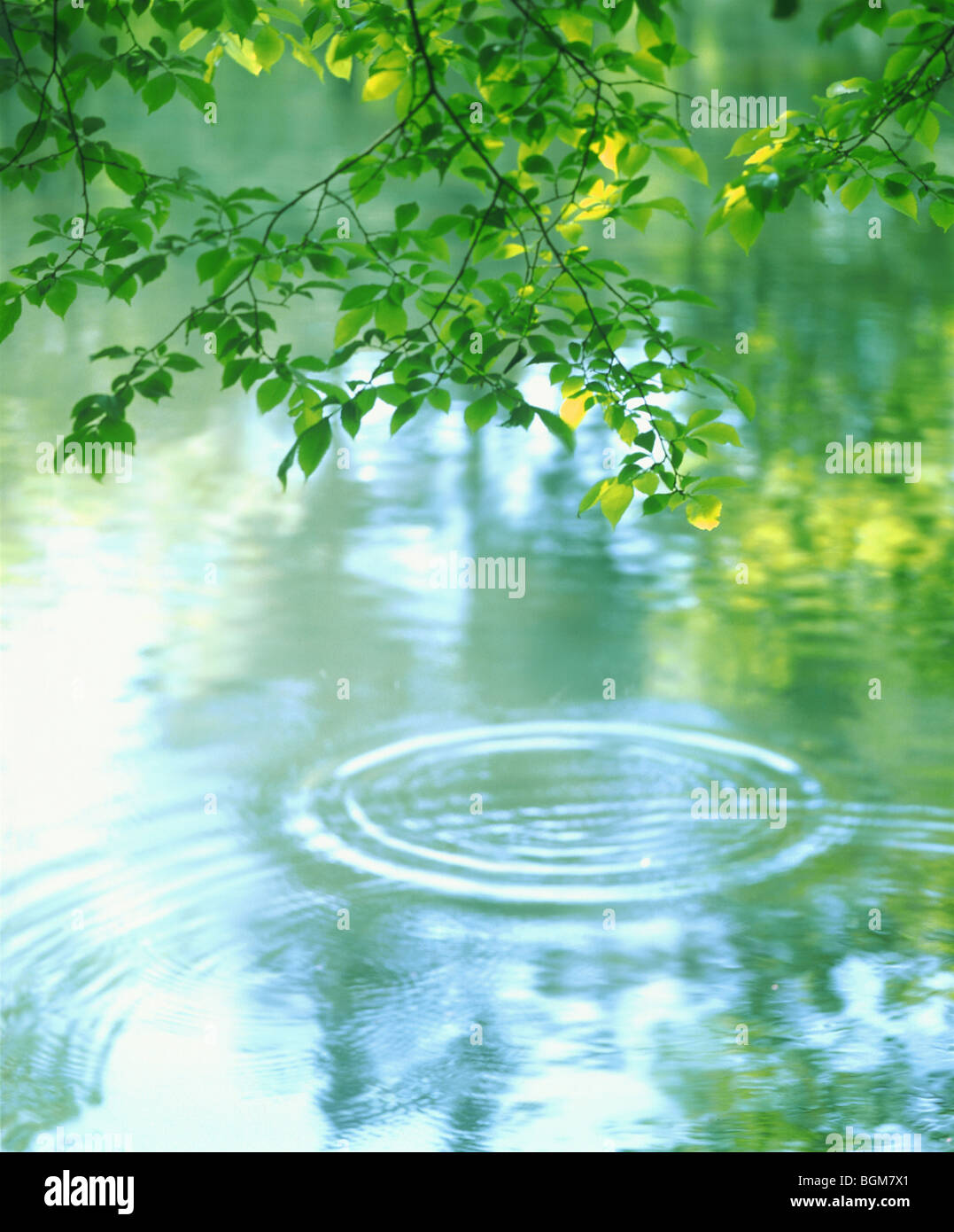 Trees over rippled water Stock Photo - Alamy