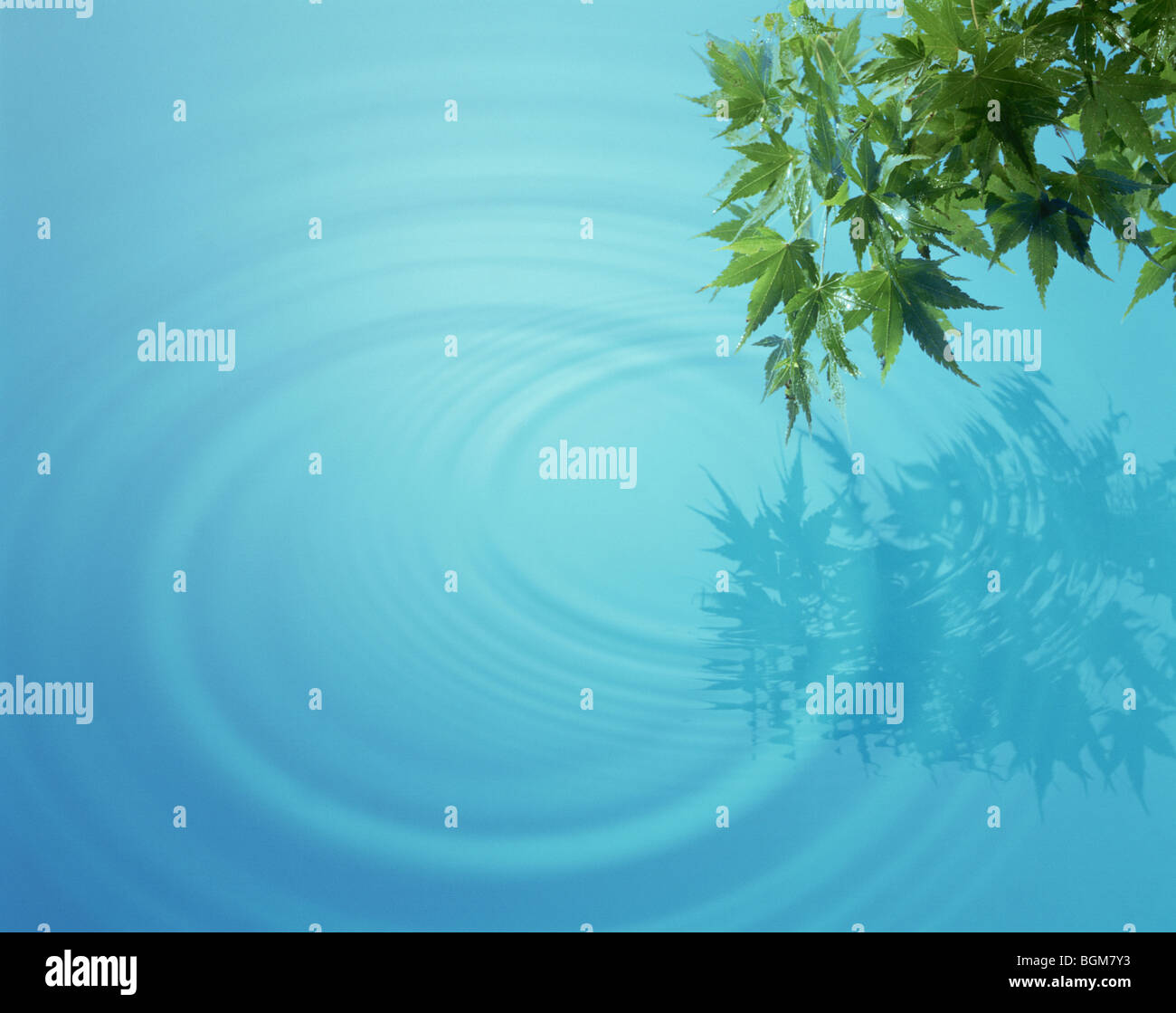 Leaves over water Stock Photo - Alamy