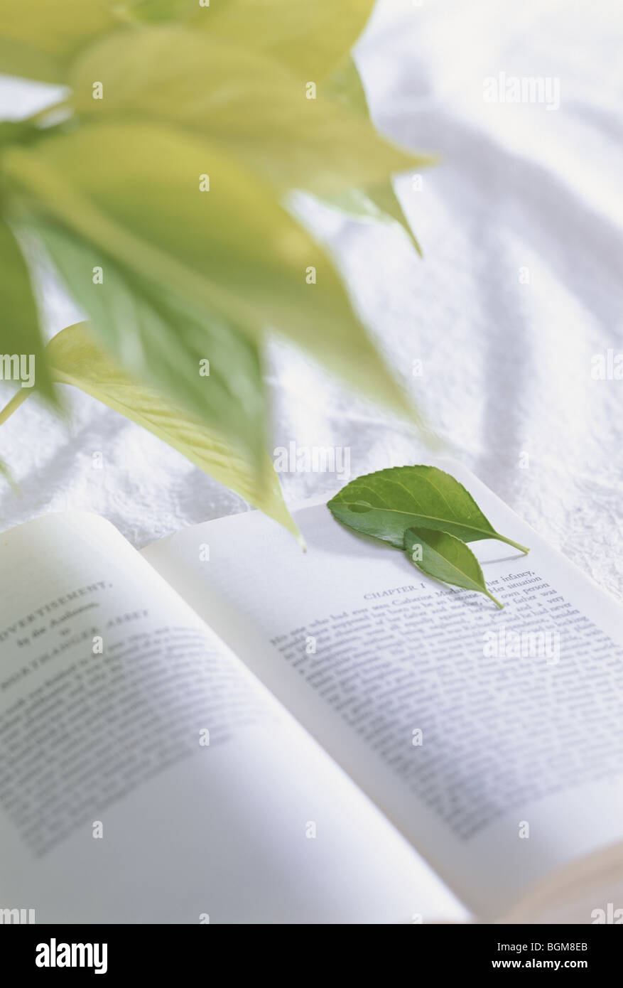 Leaves on an open book Stock Photo - Alamy