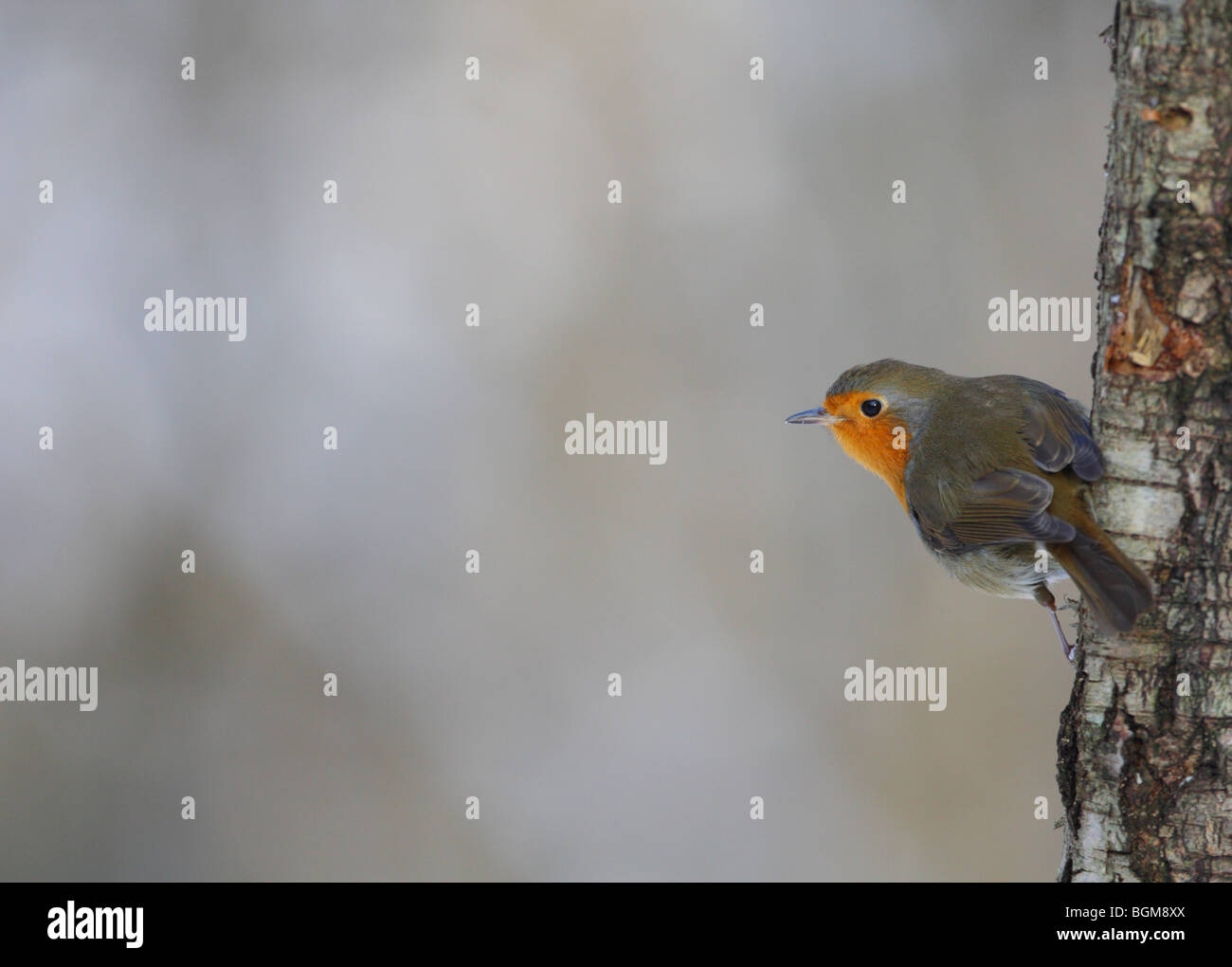 Robin on side of tree Stock Photo - Alamy