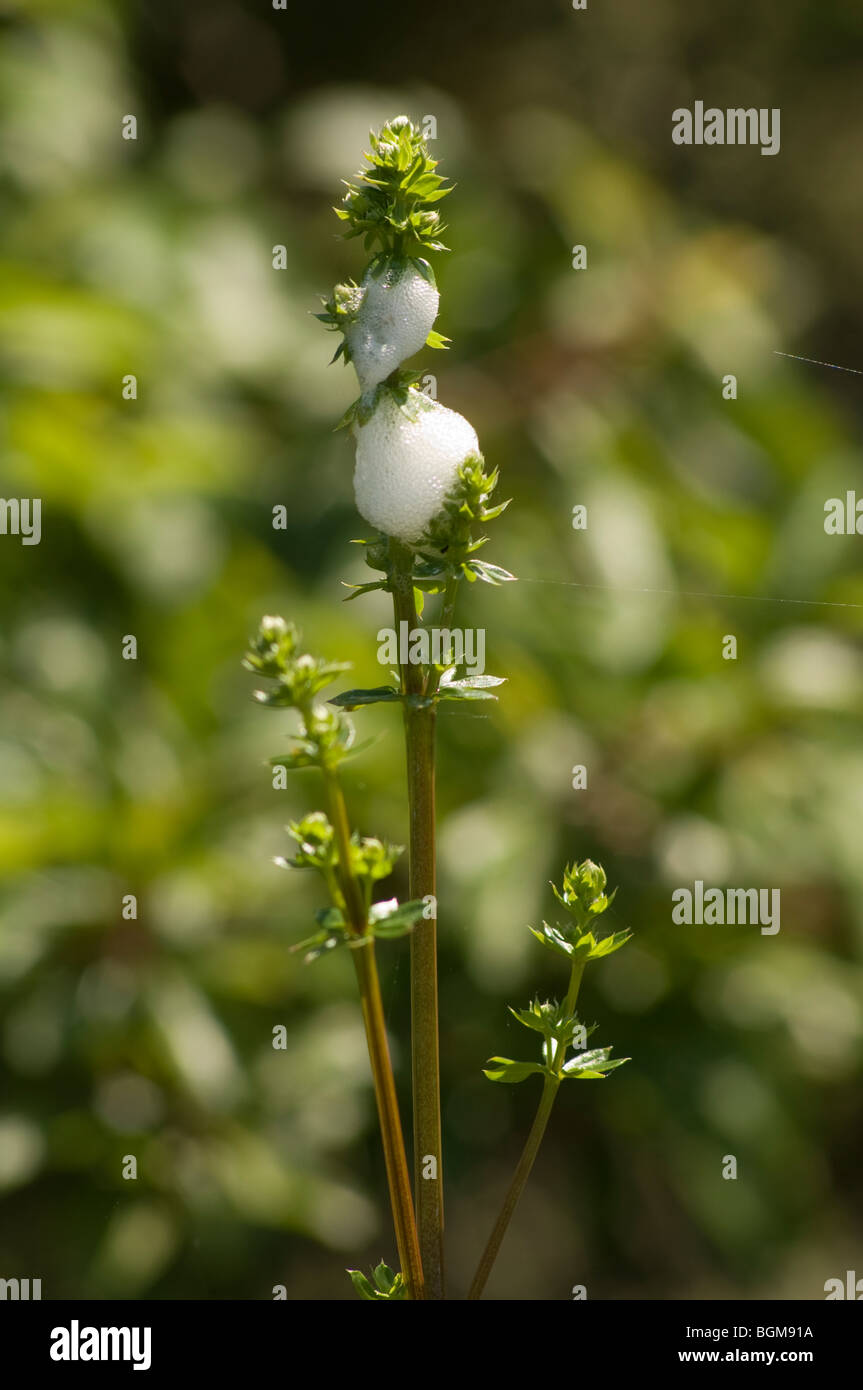 Cuckoo spit harboring a froghopper (Cercopoidea) on a wild plant Stock ...