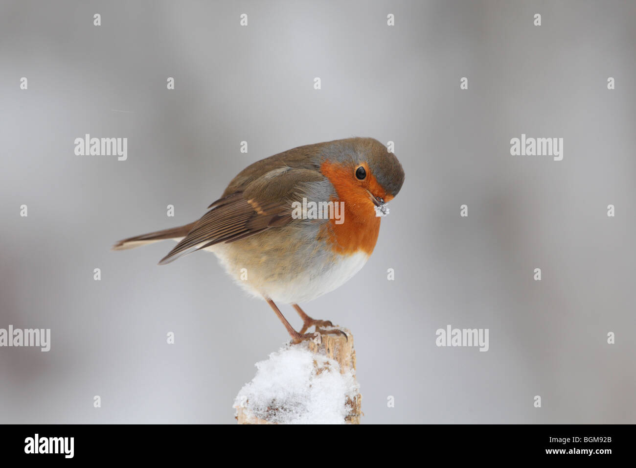 Robin dale hi-res stock photography and images - Alamy