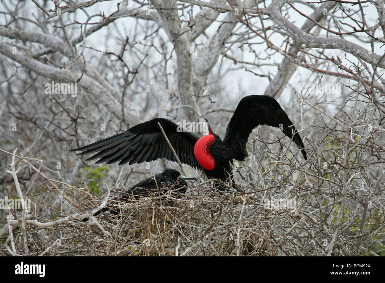 Great frigatebird / great frigate bird (Fregata minor) male showing ...