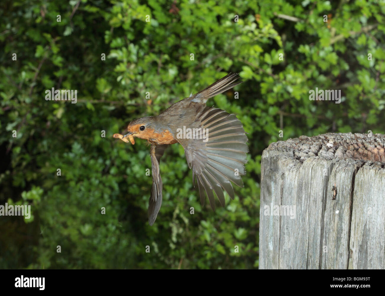 Robin in flight Stock Photo - Alamy