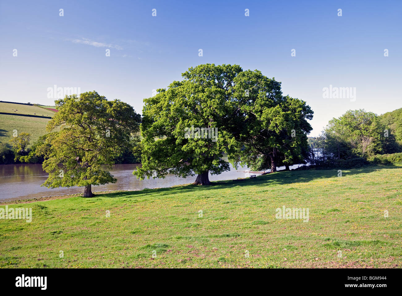 Bow Creek with large Oak Trees, Dart Valley, Devon, England, United ...