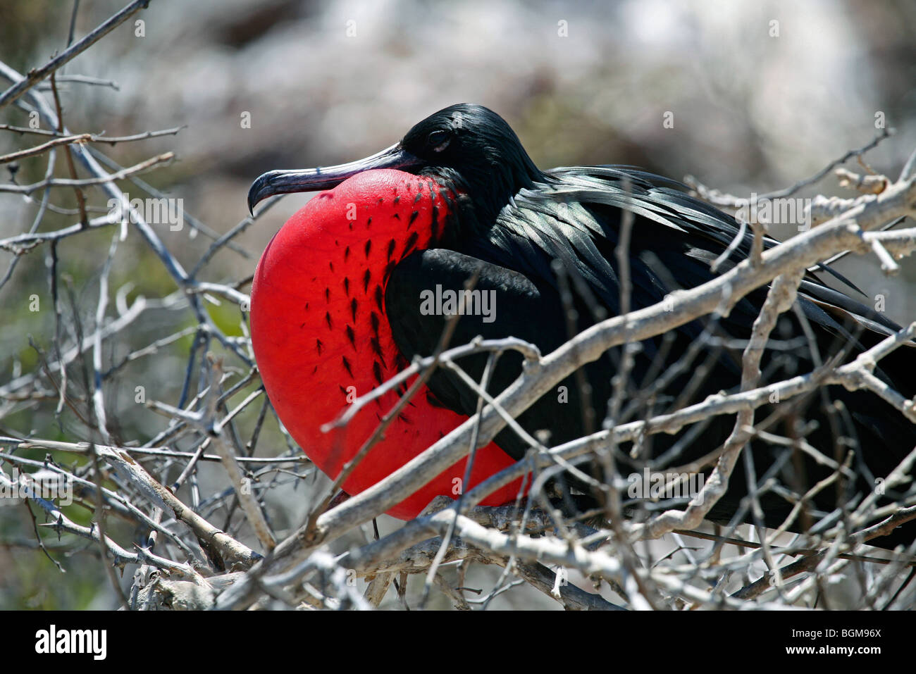 Great frigatebird / great frigate bird (Fregata minor) male showing ...